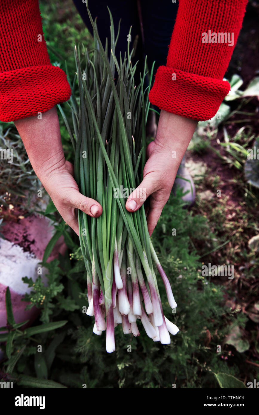 Image woman harvesting onions hi-res stock photography and images - Alamy