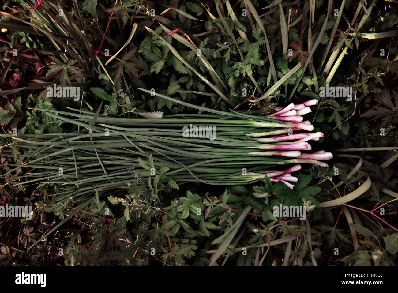 Overhead view of spring onions at farm Stock Photo - Alamy