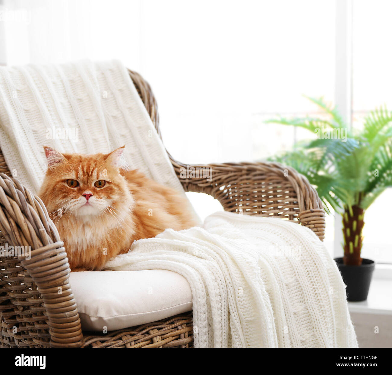 Cute ginger cat on wicker chair Stock Photo - Alamy