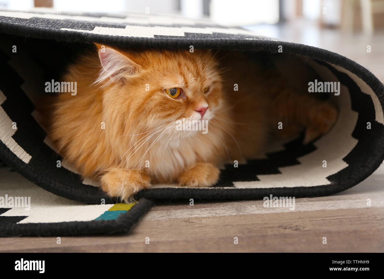 Cute ginger cat wrapped in carpet Stock Photo - Alamy