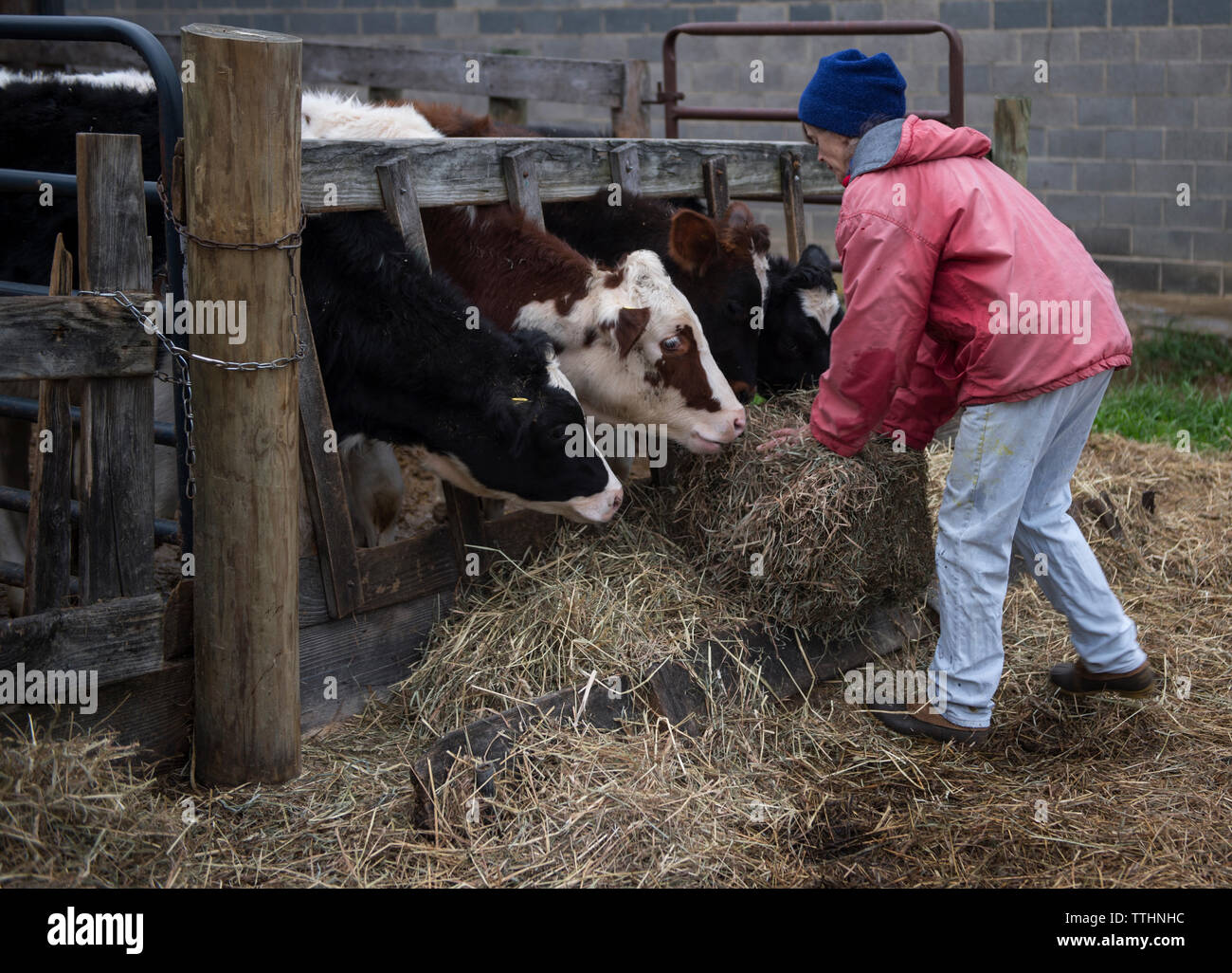 UNITED STATES - November 30, 2015: Nancy Potts feeds young calfs at ...