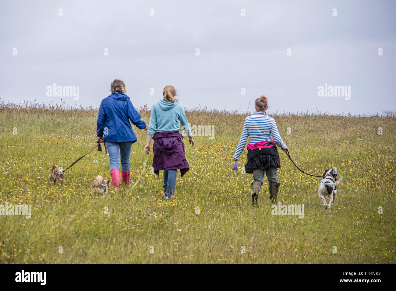 Ladies walking their dogs in the countryside, England, UK Stock Photo ...