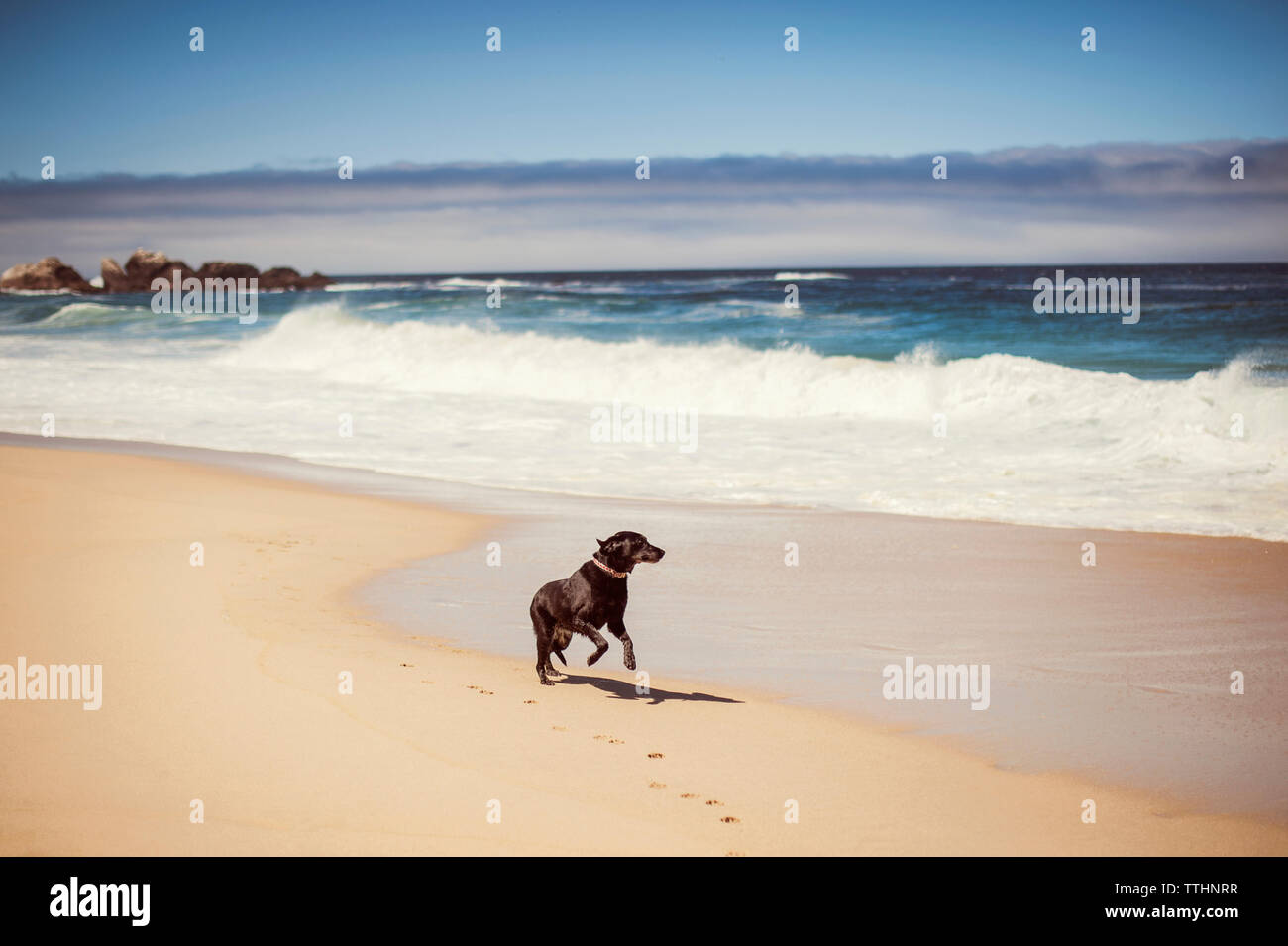 Dog running on shore Stock Photo - Alamy