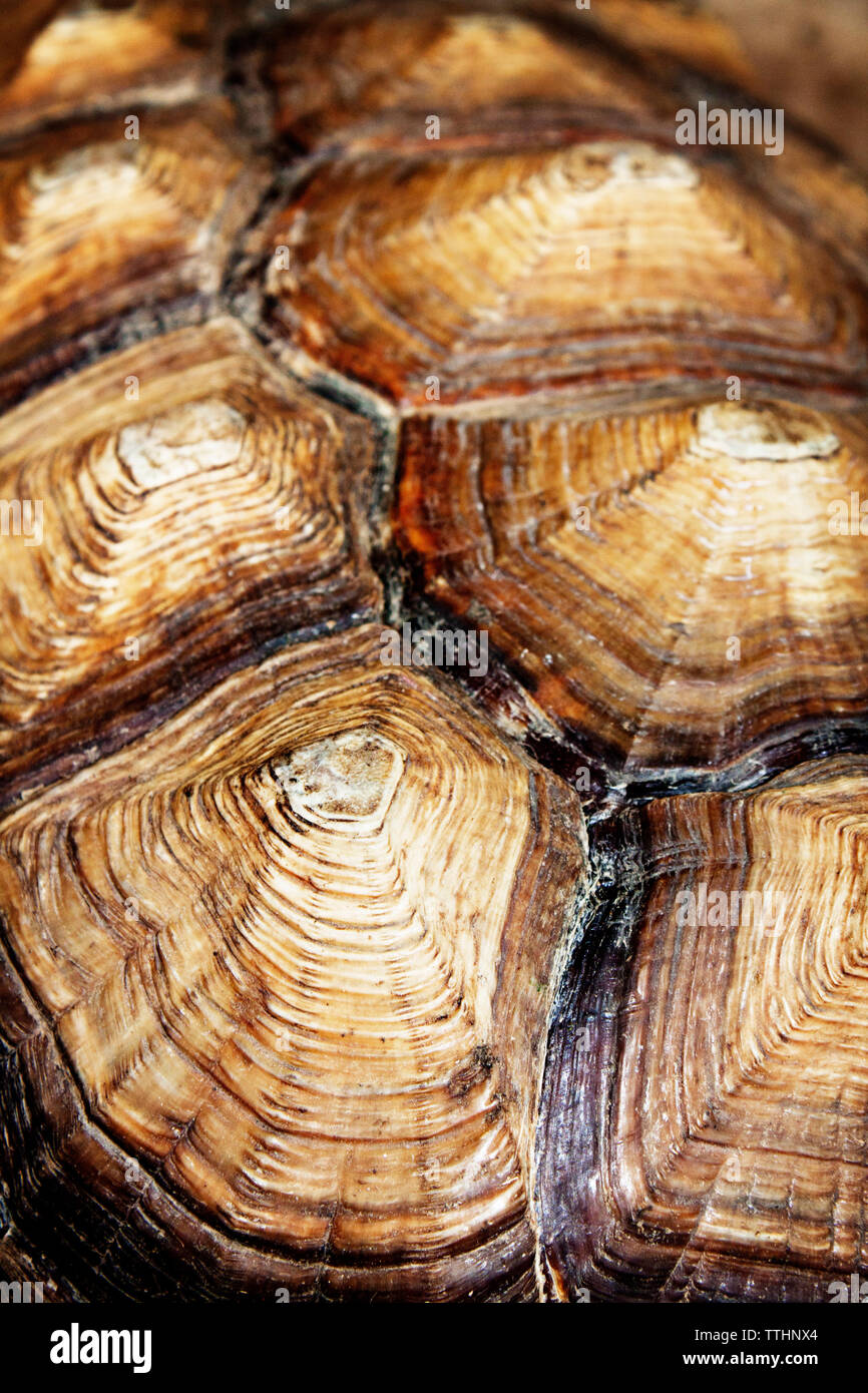 Pattern of the turtle shell hi-res stock photography and images - Alamy