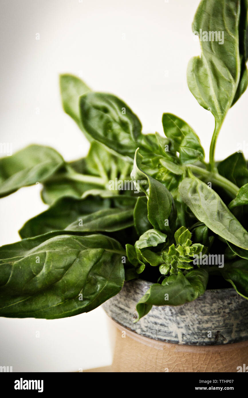 Close-up of spinach leaves in container against wall Stock Photo - Alamy
