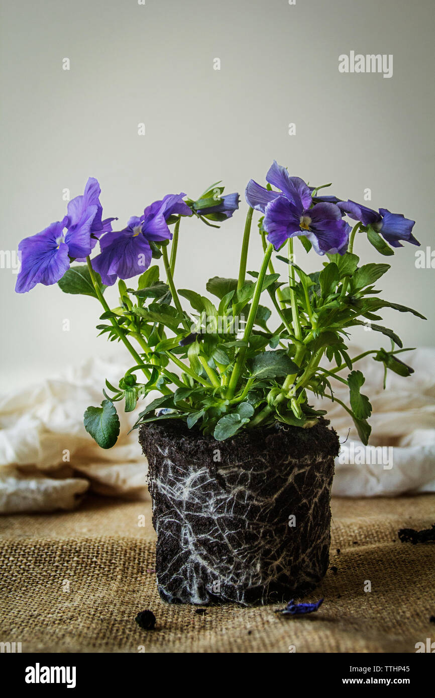 Flower Sack High Resolution Stock Photography and Images - Alamy