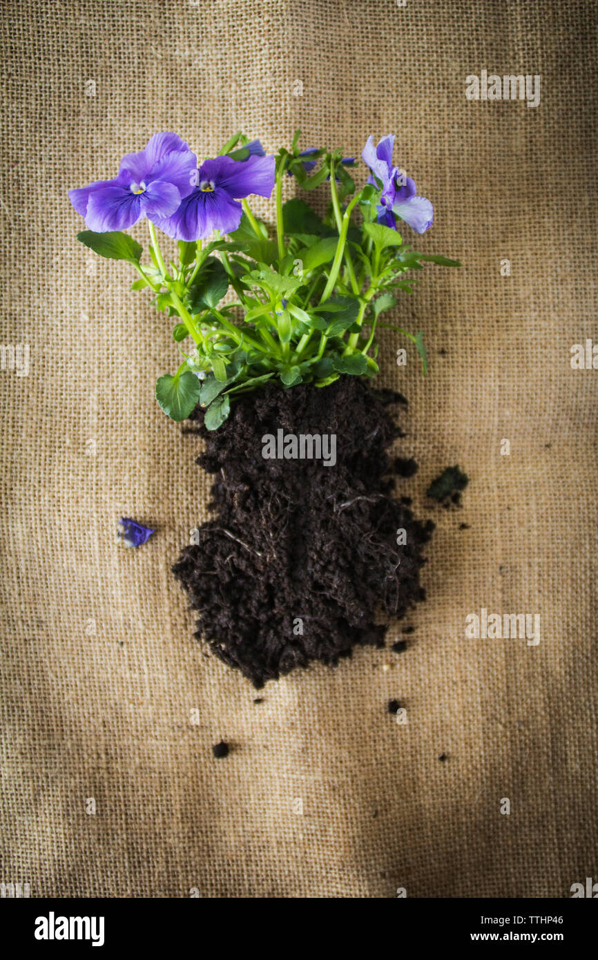 Overhead view of flower plant on sack Stock Photo - Alamy