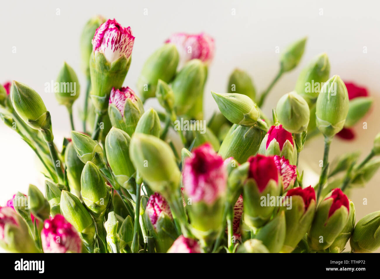 Carnation leaves hi-res stock photography and images - Alamy