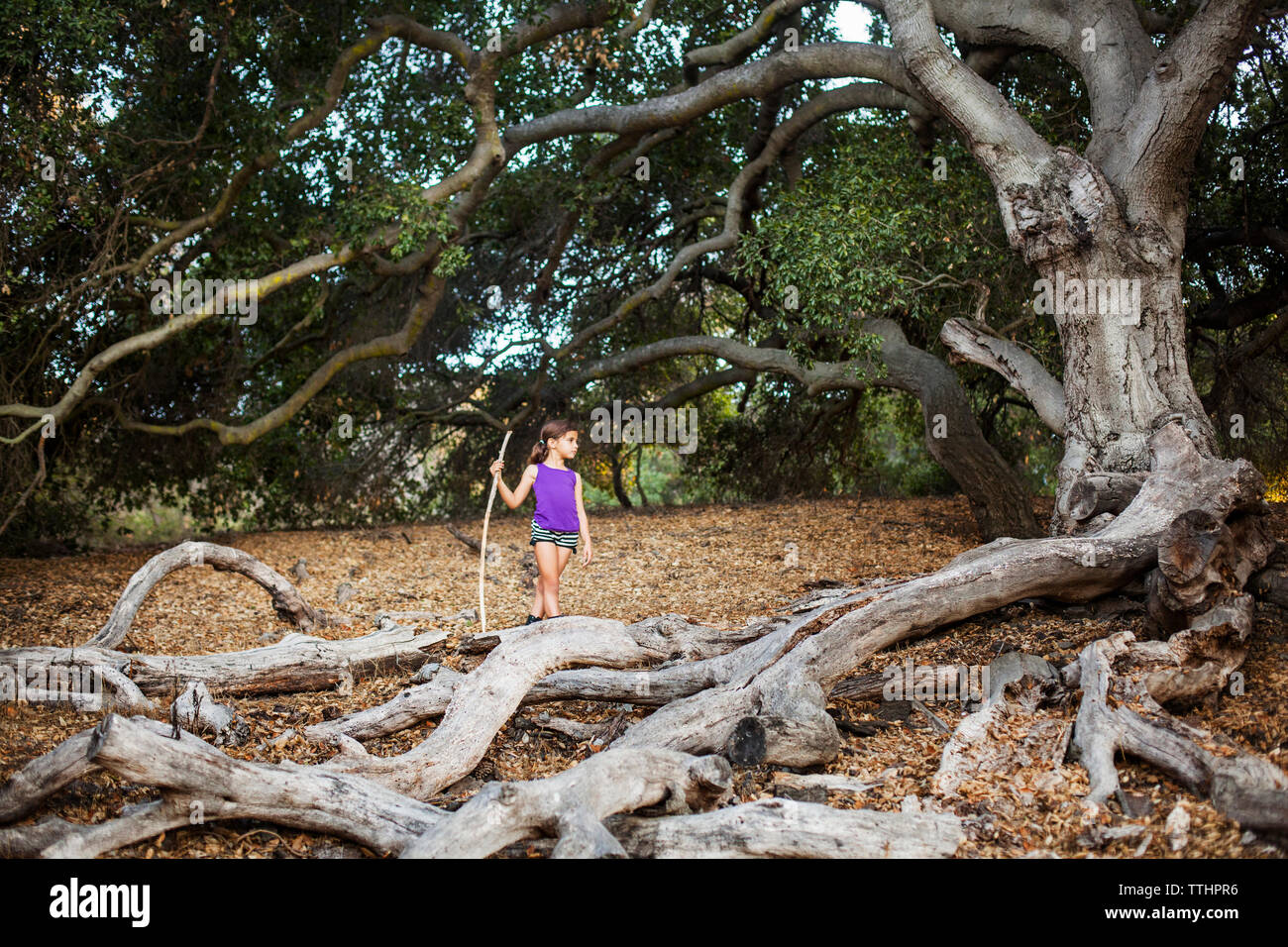 One tree stick hi-res stock photography and images - Alamy