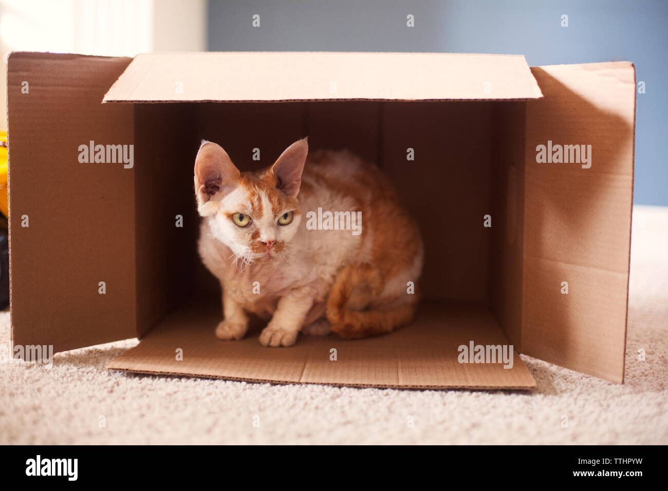 Cardboard cat hi-res stock photography and images - Alamy
