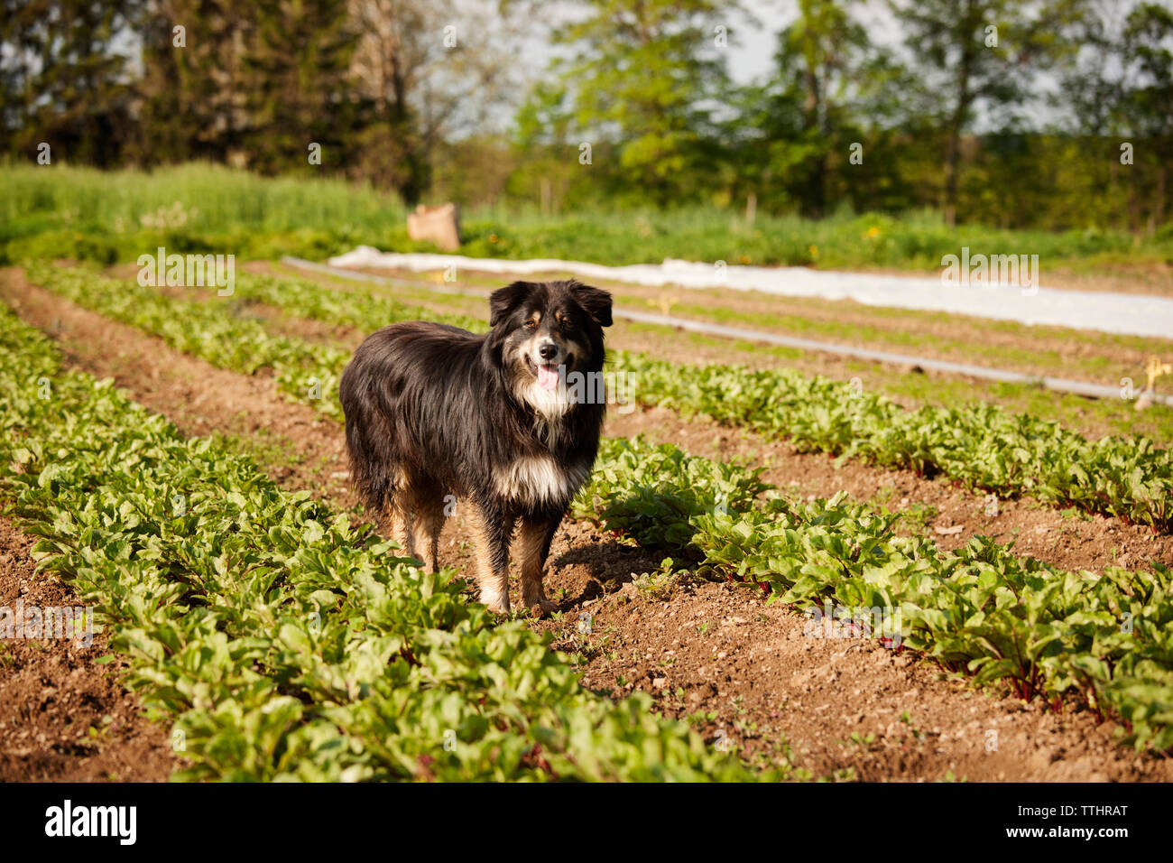 Portrait of dog standing in agriculture field Stock Photo - Alamy
