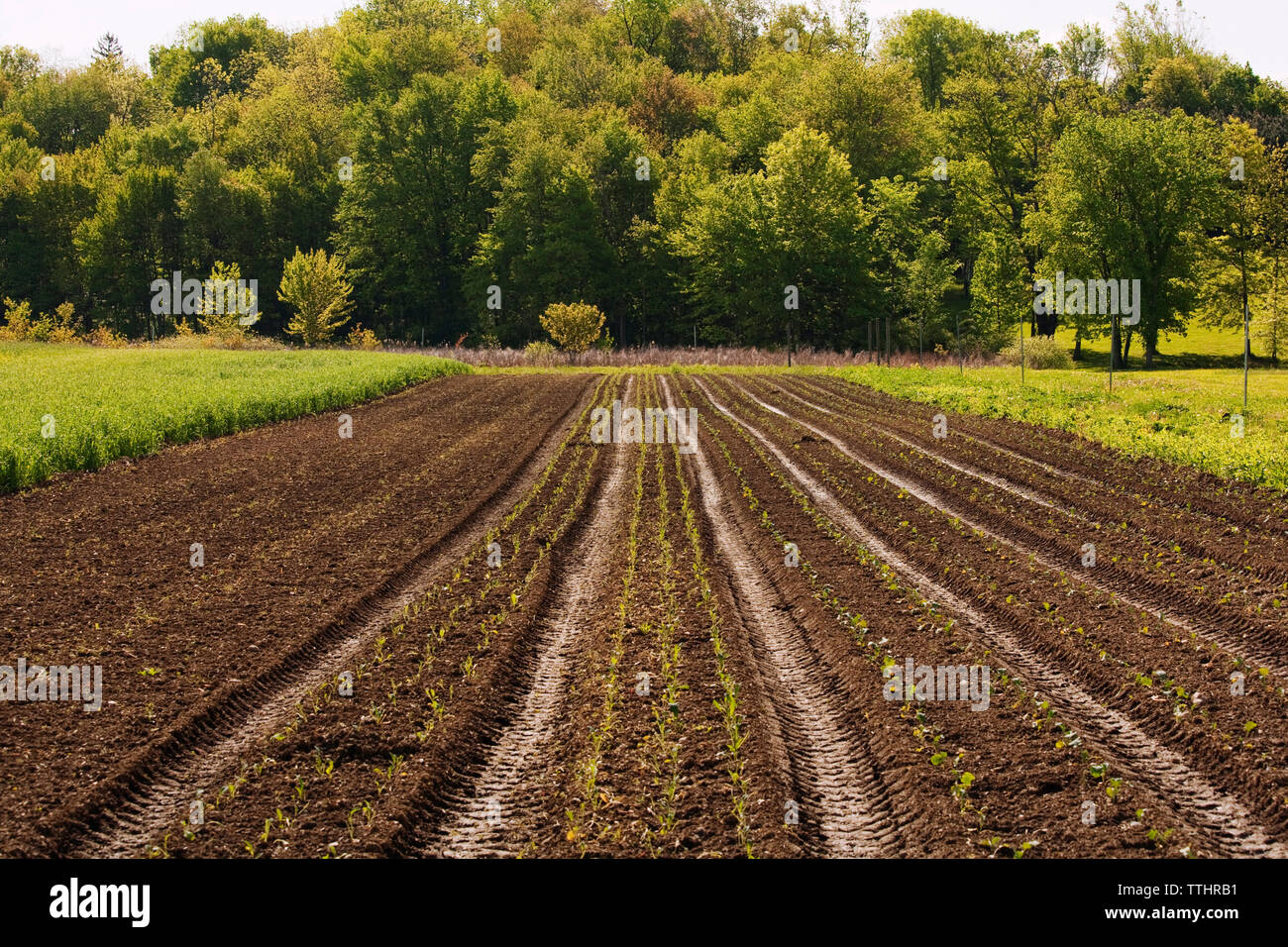 Crops growing in agriculture field against trees Stock Photo - Alamy