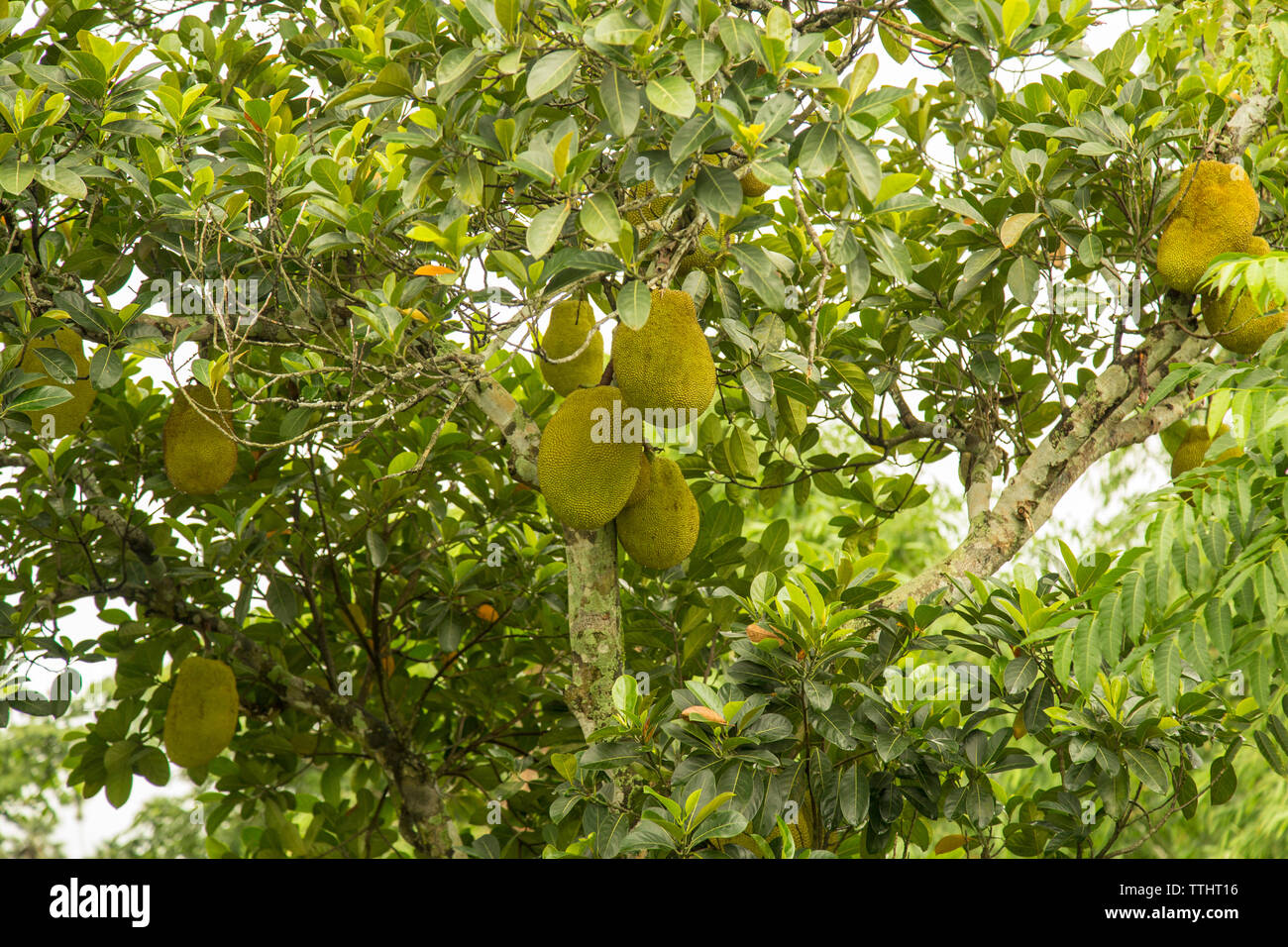 The jack fruit, also known as jack tree, is a species of tree in the ...