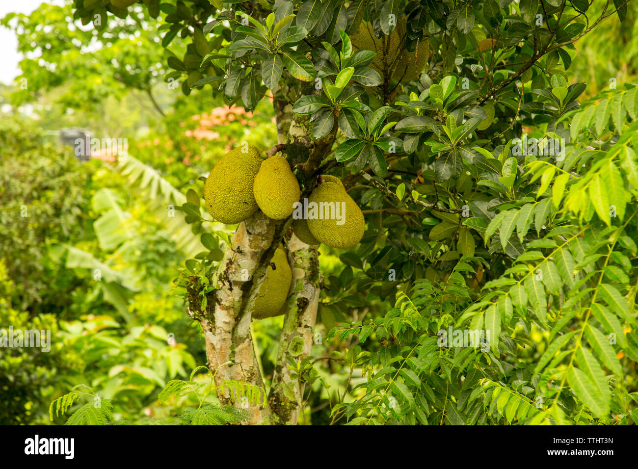The jack fruit, also known as jack tree, is a species of tree in the ...