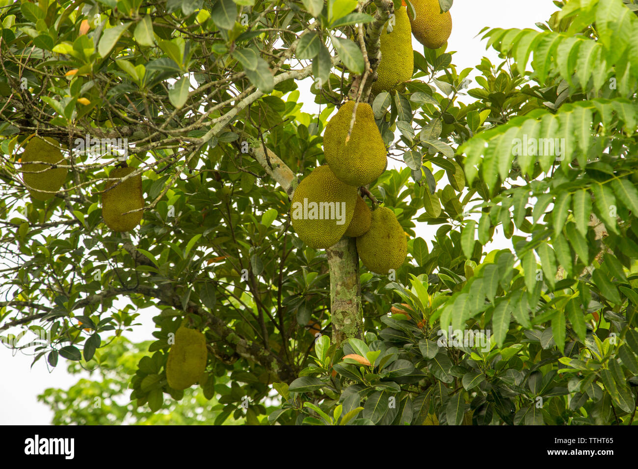 The jackfruit, also known as jack tree, is a species of tree in the fig ...