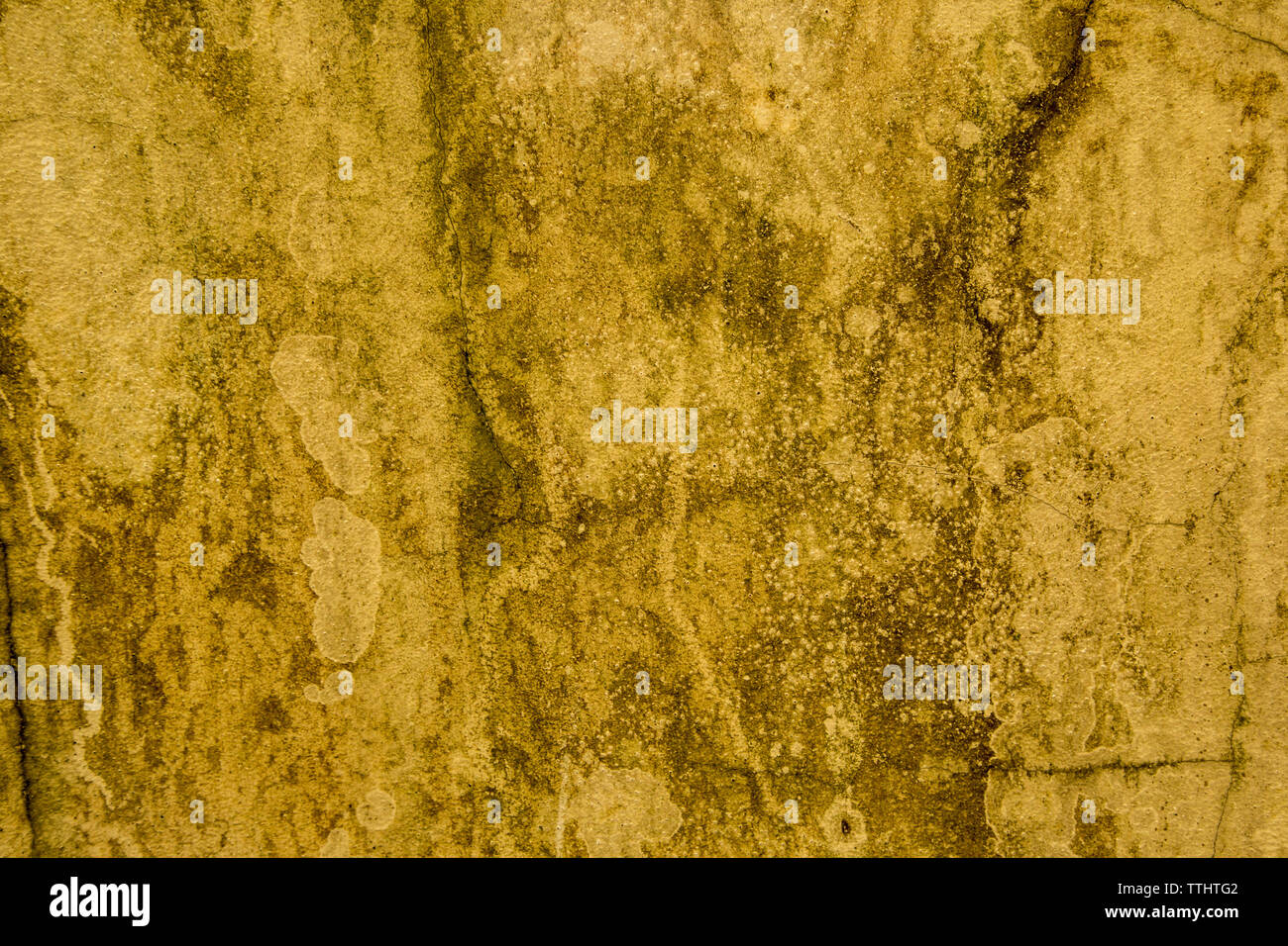 wall fungus texture Stock Photo - Alamy