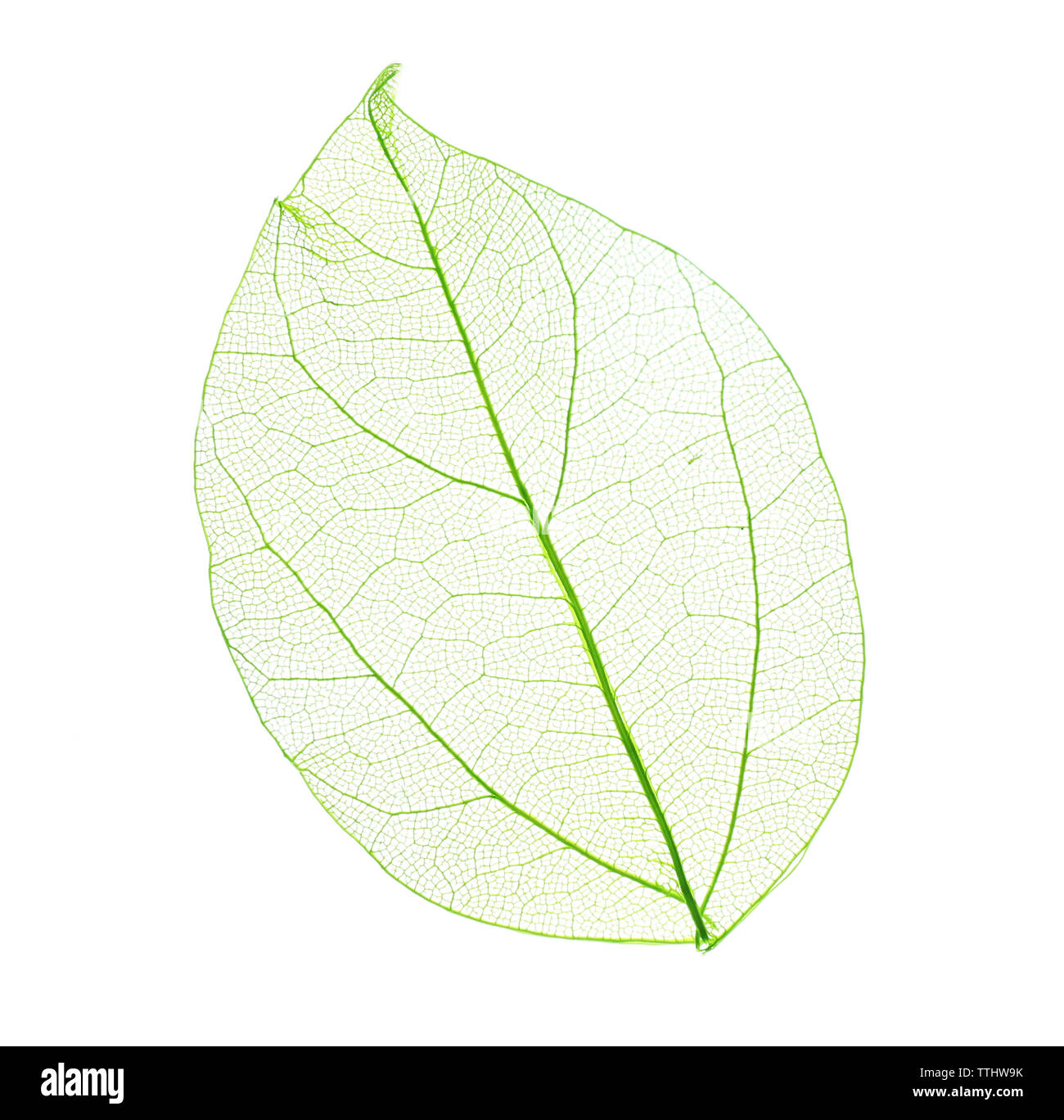 Skeletal leaf texture hi-res stock photography and images - Alamy