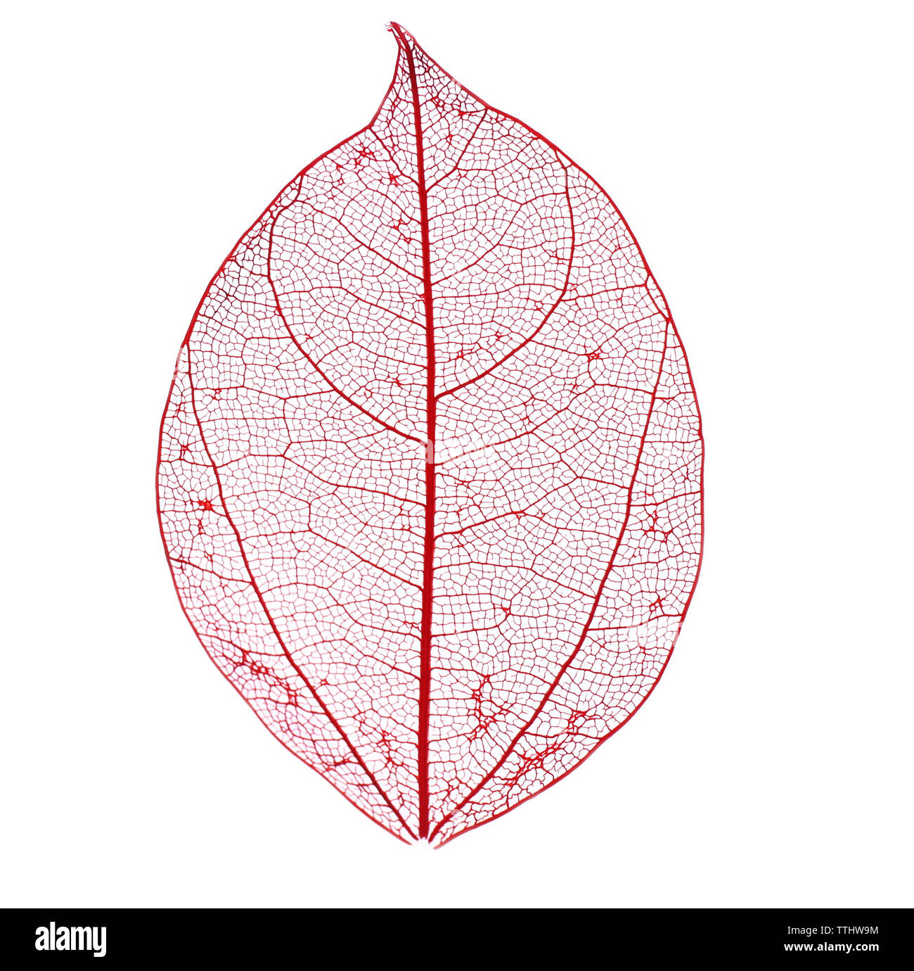 Skeleton leaf isolated on white Stock Photo - Alamy