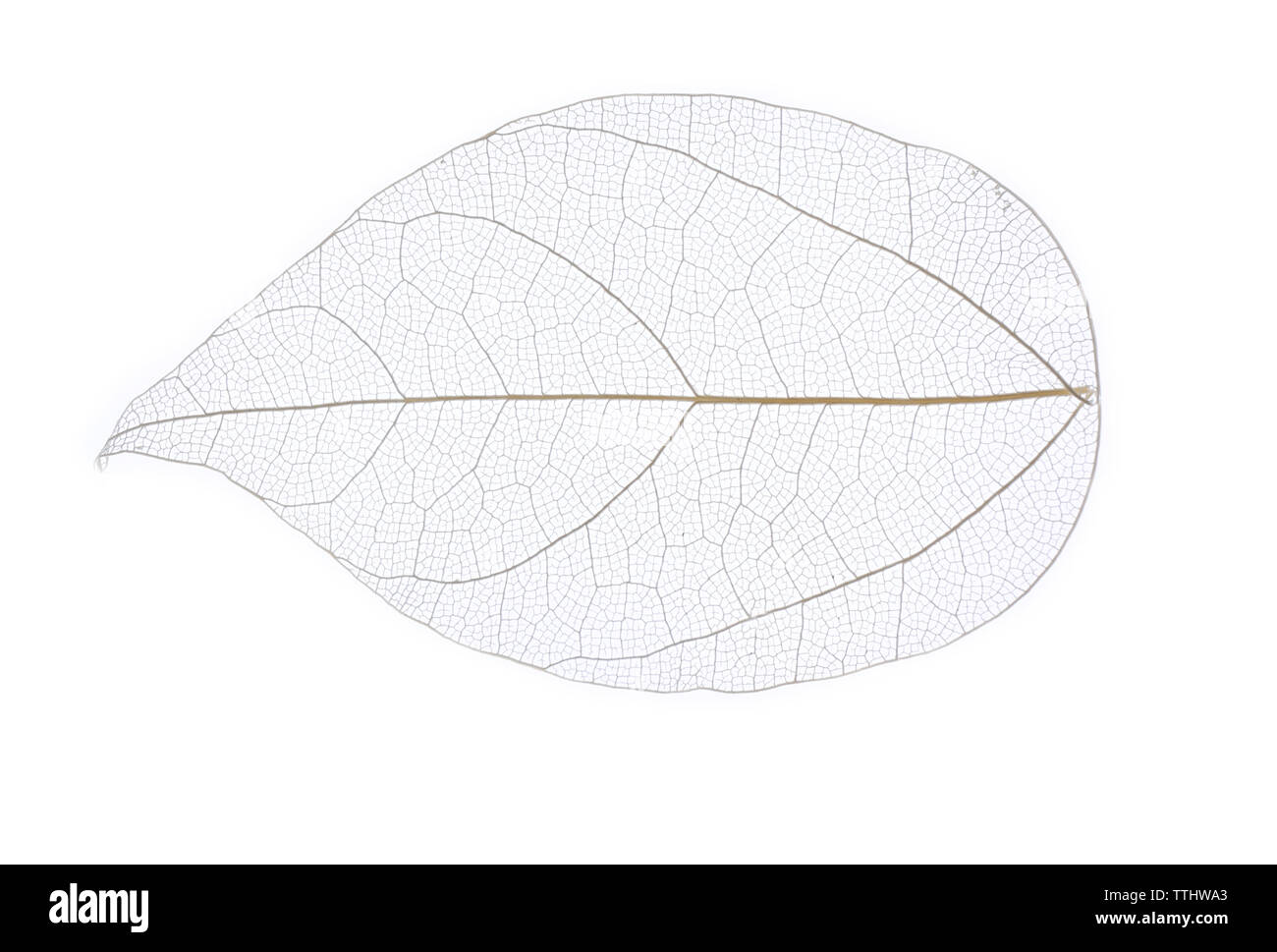 Leaf skeleton hi-res stock photography and images - Alamy