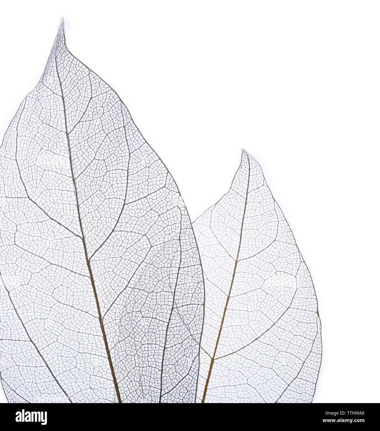 Skeleton leaves isolated on white Stock Photo - Alamy