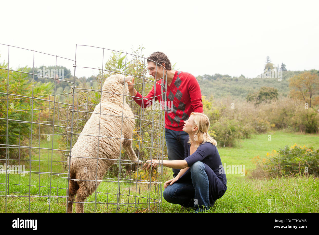 Couple playing with sheep on grassy field Stock Photo - Alamy