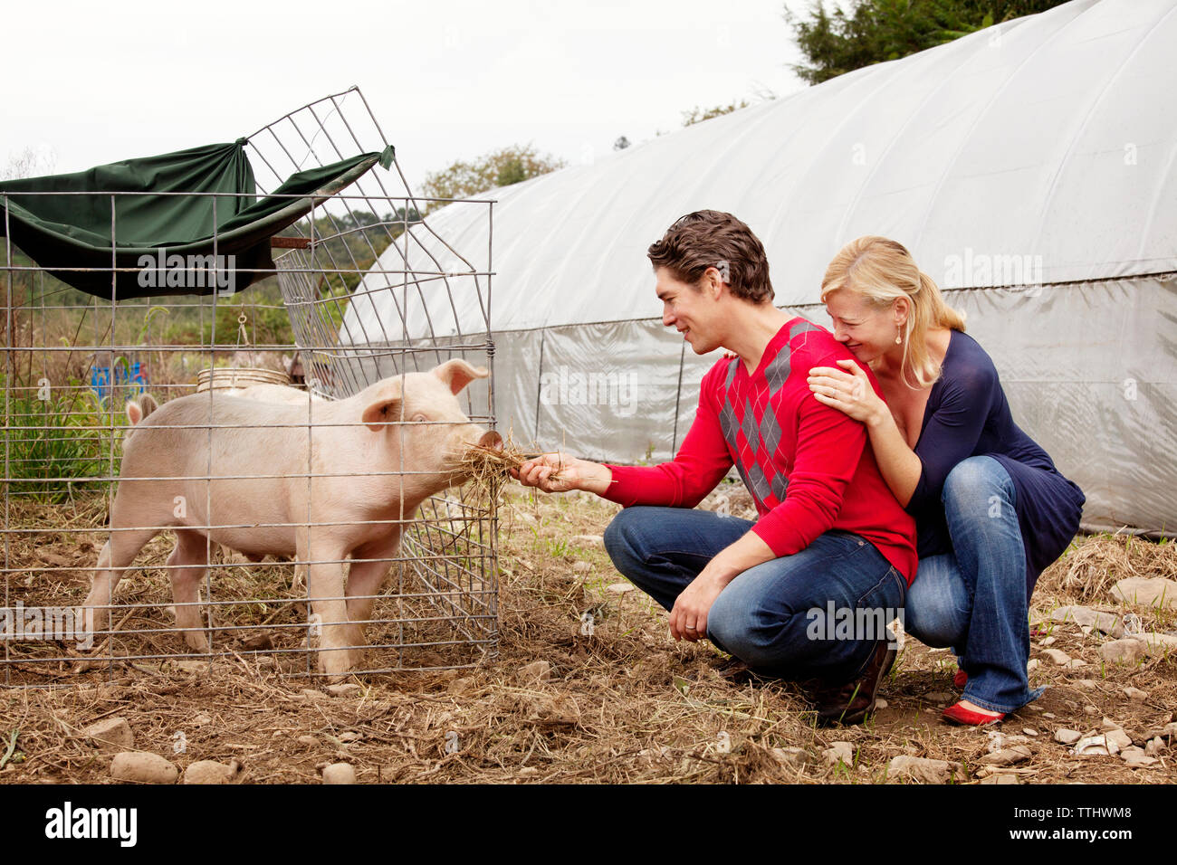 Pig couple hi-res stock photography and images - Alamy