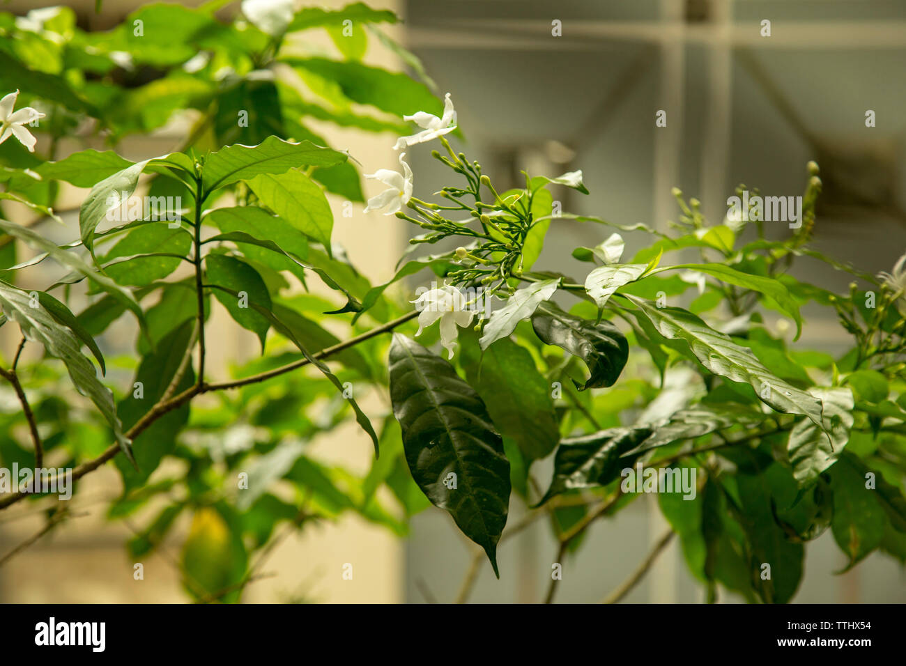 Spanish jasmine hi-res stock photography and images - Alamy