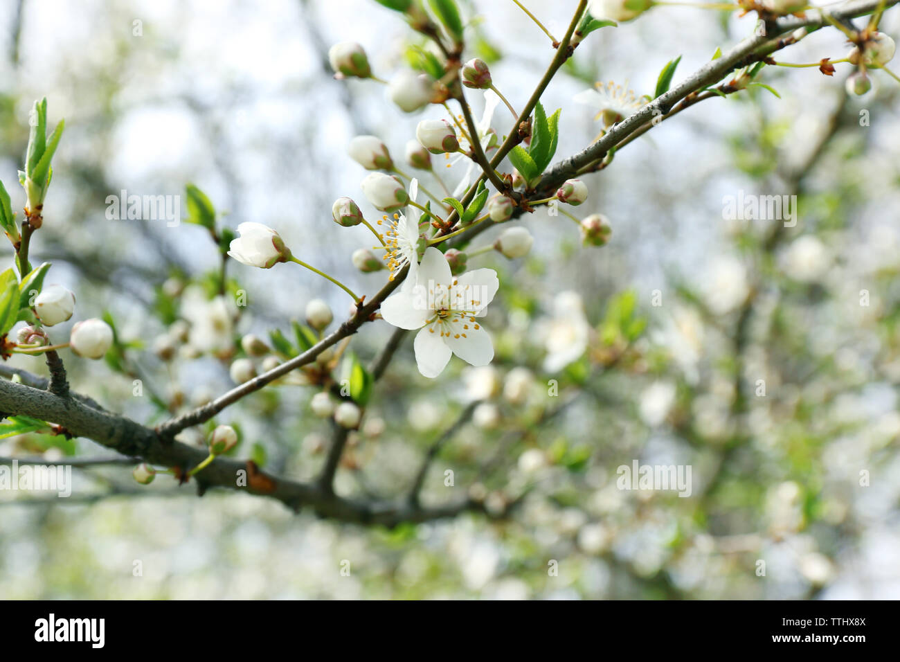 White blooming tree branch Stock Photo - Alamy