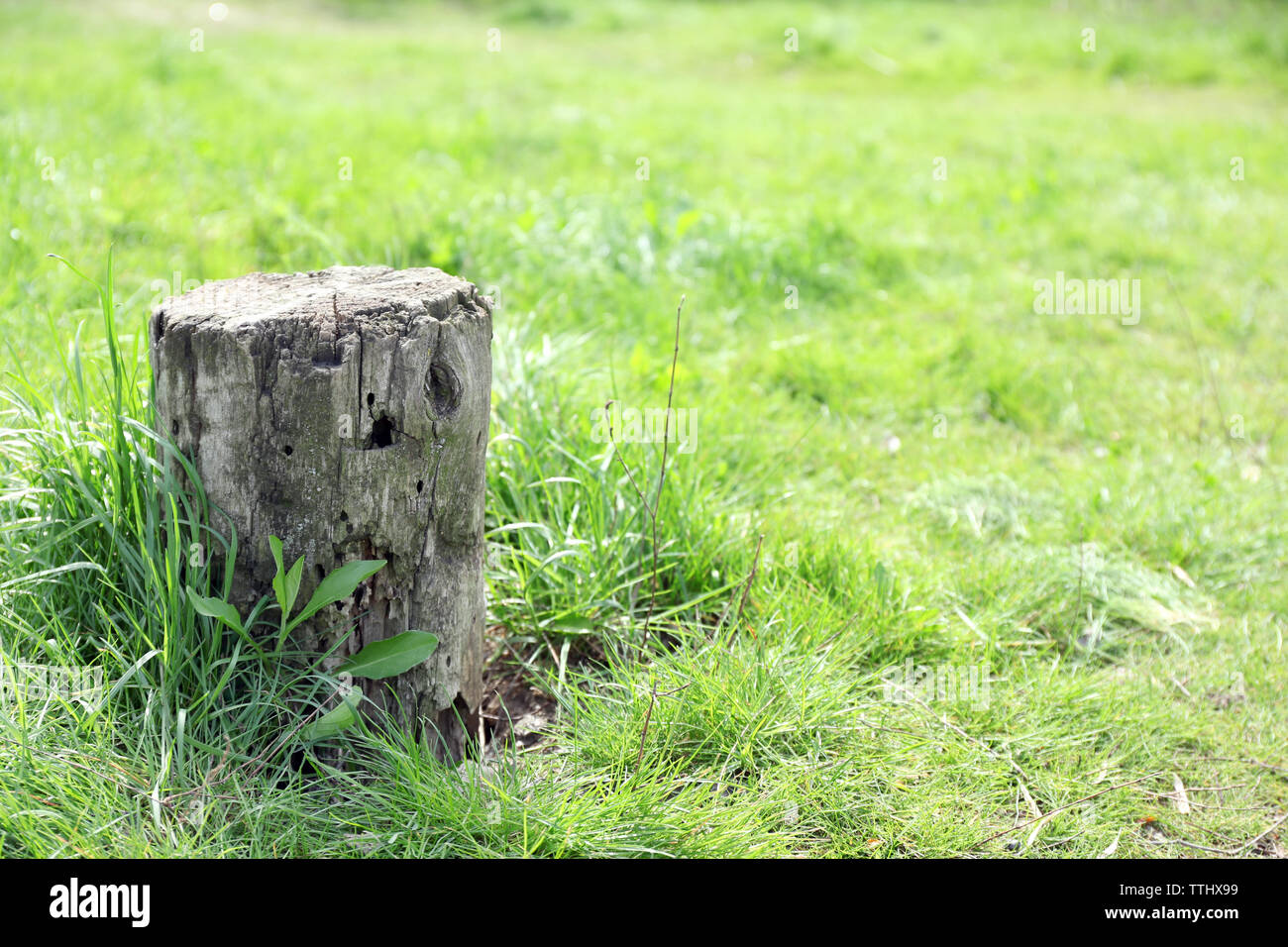 Stump on the green grass in the forest Stock Photo - Alamy