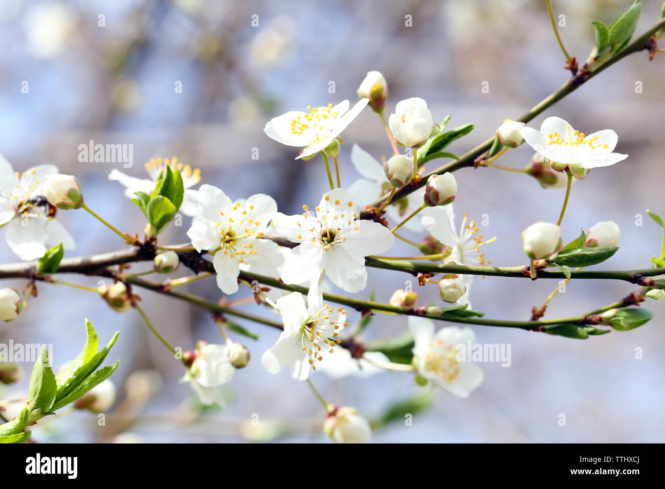 White blooming tree branch Stock Photo - Alamy