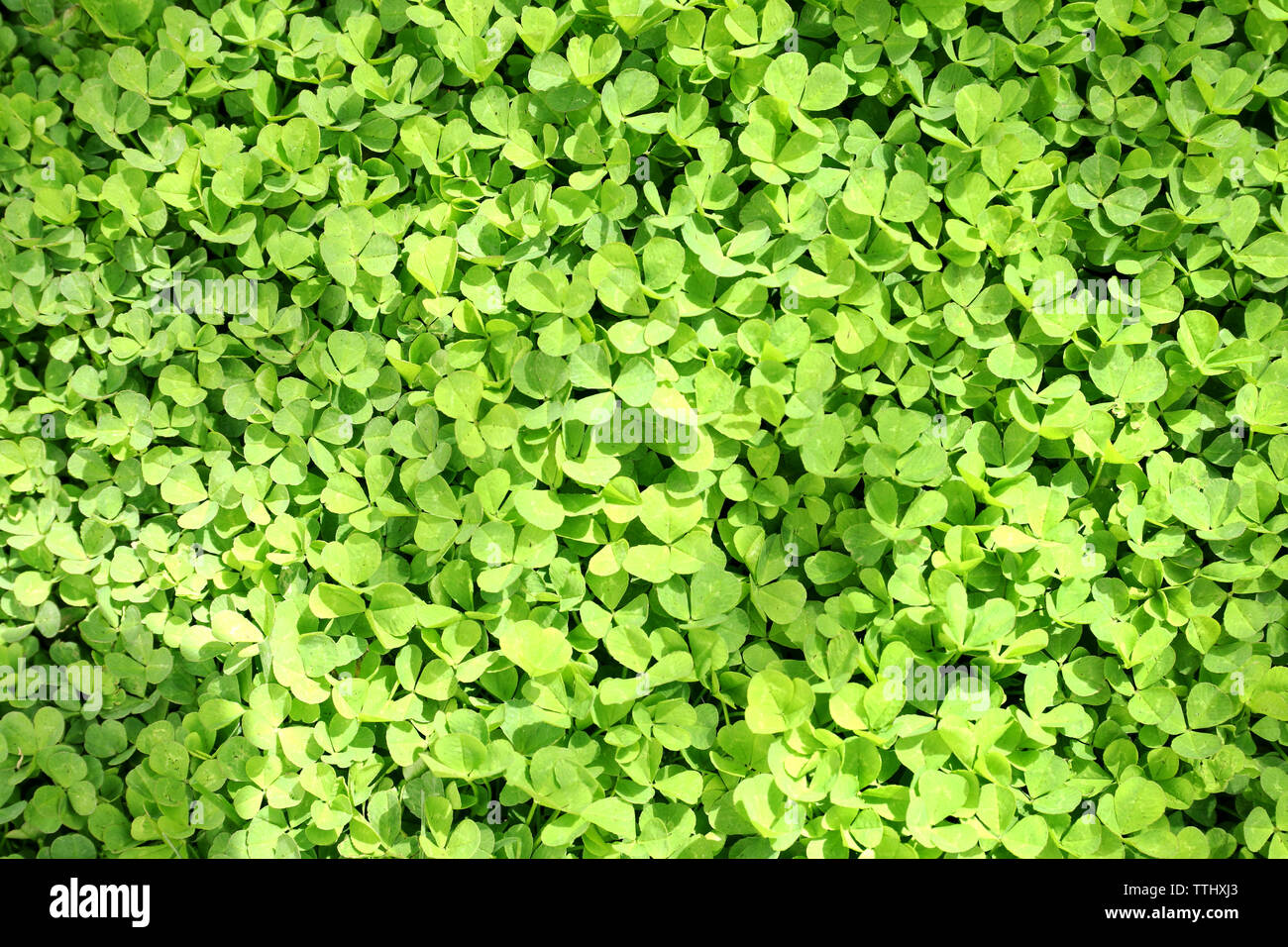 Green clover leaves background Stock Photo - Alamy