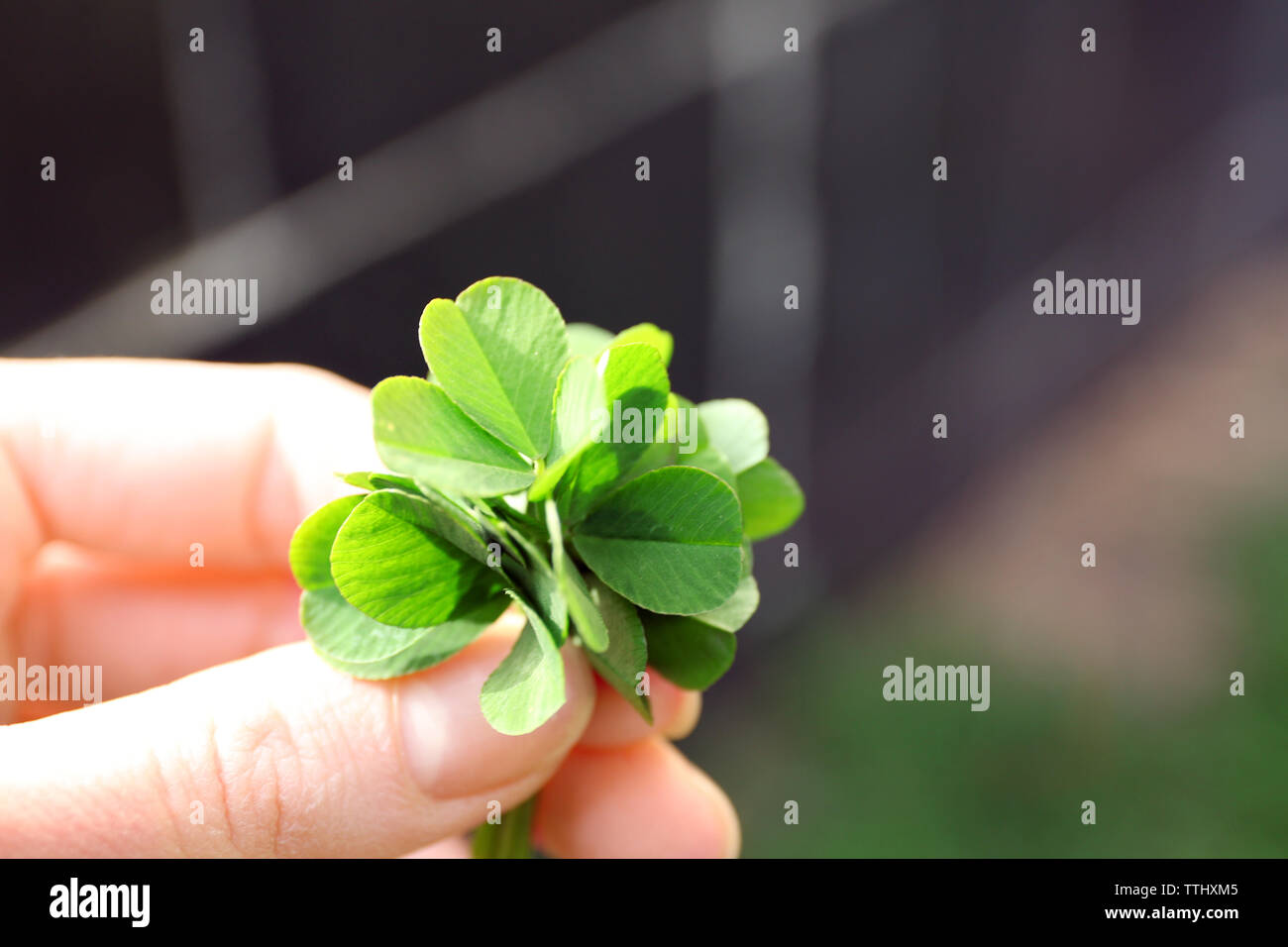 Female hand holding clover leaves, closeup Stock Photo - Alamy
