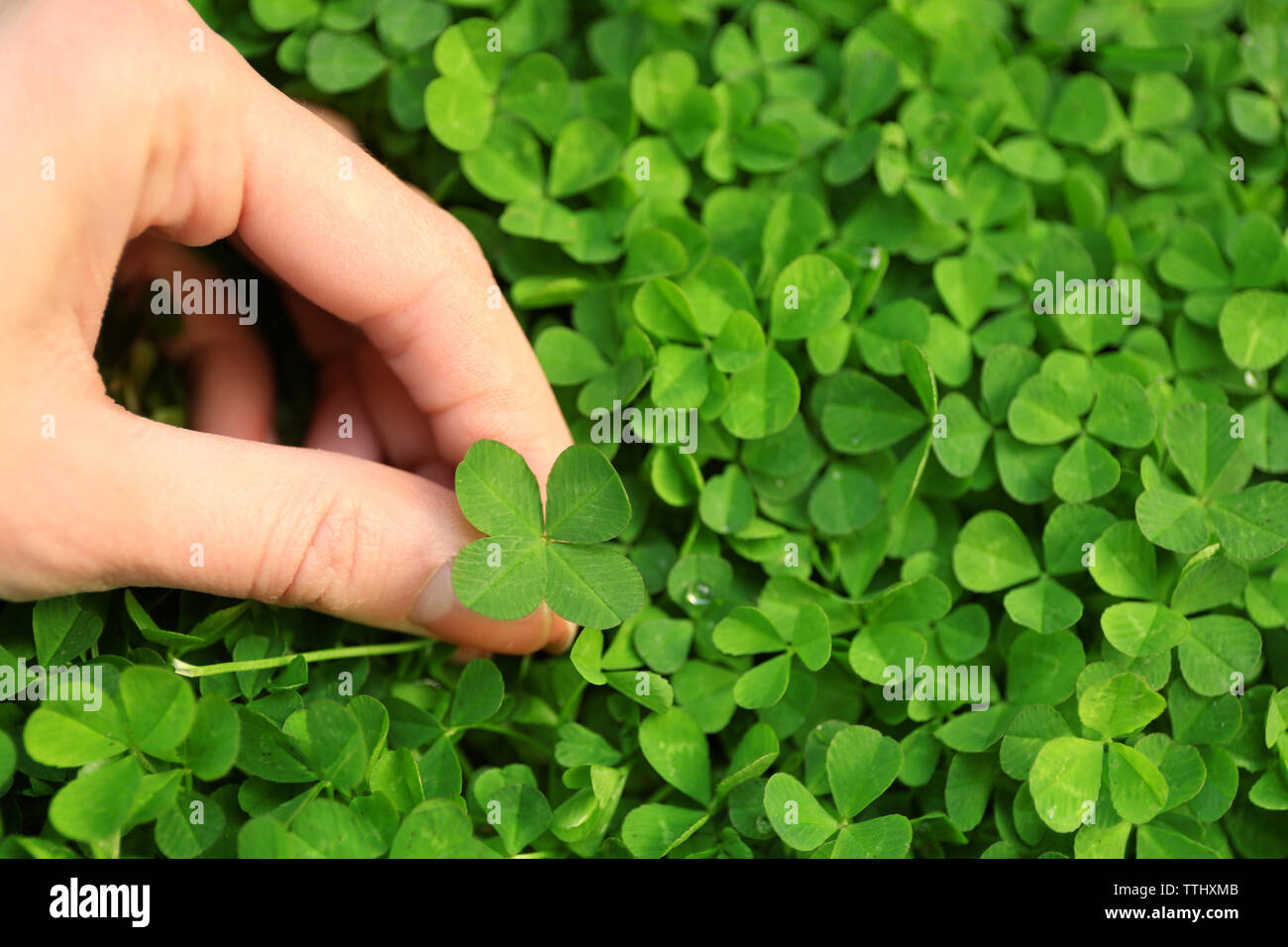 Female hand holding clover leaf, closeup Stock Photo - Alamy