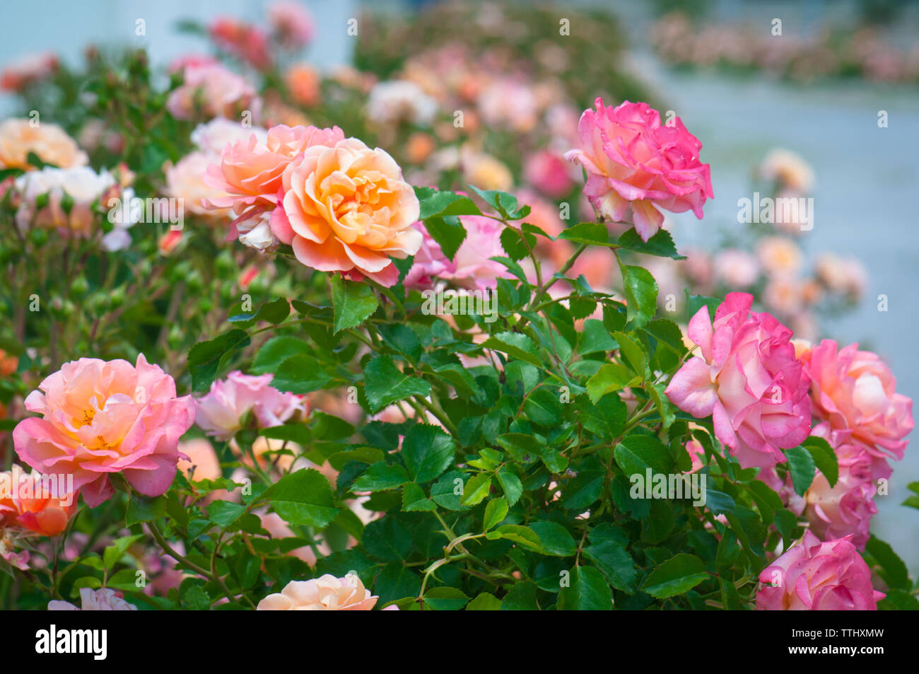 Beautiful fresh natural pink roses in garden Stock Photo - Alamy