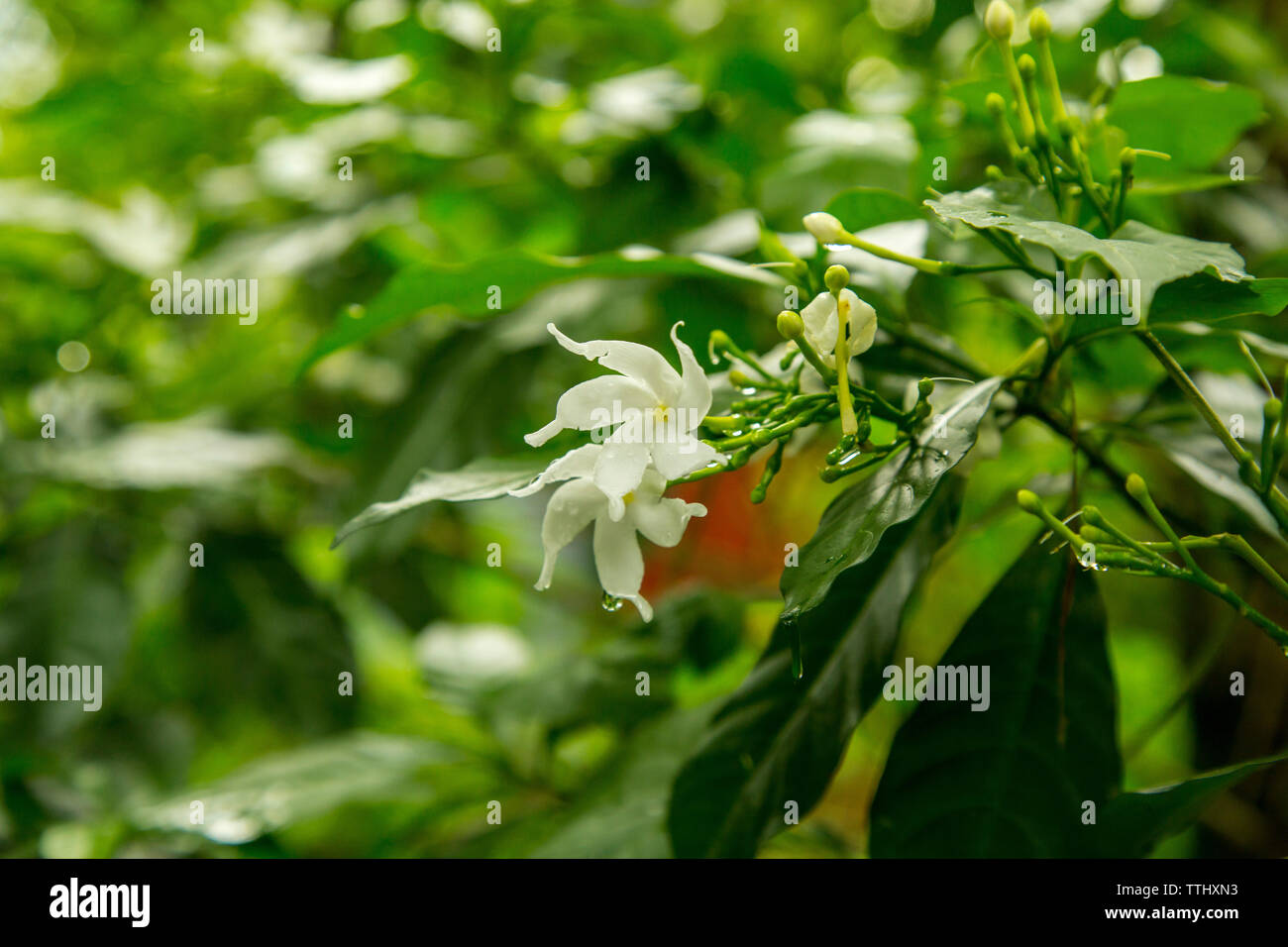 Spanish jasmine hi-res stock photography and images - Alamy