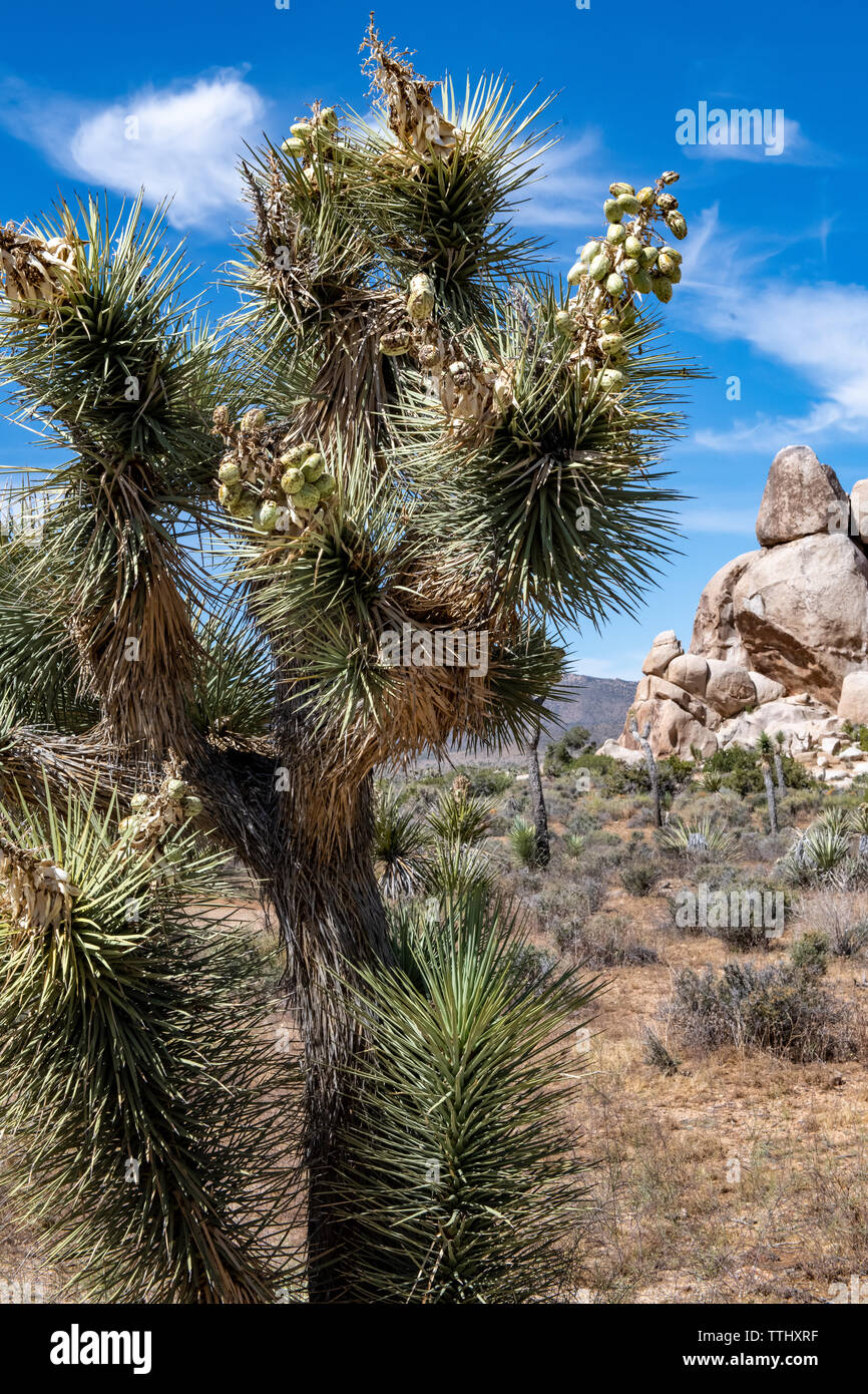 Tree like yucca hi-res stock photography and images - Alamy