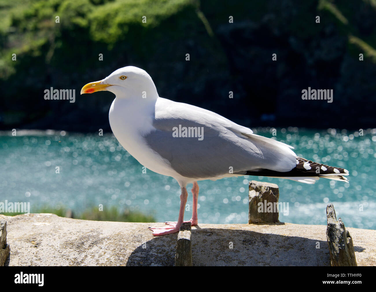 Port Isaac, Cornwall, UK, the setting for the TV series Doc Martin ...