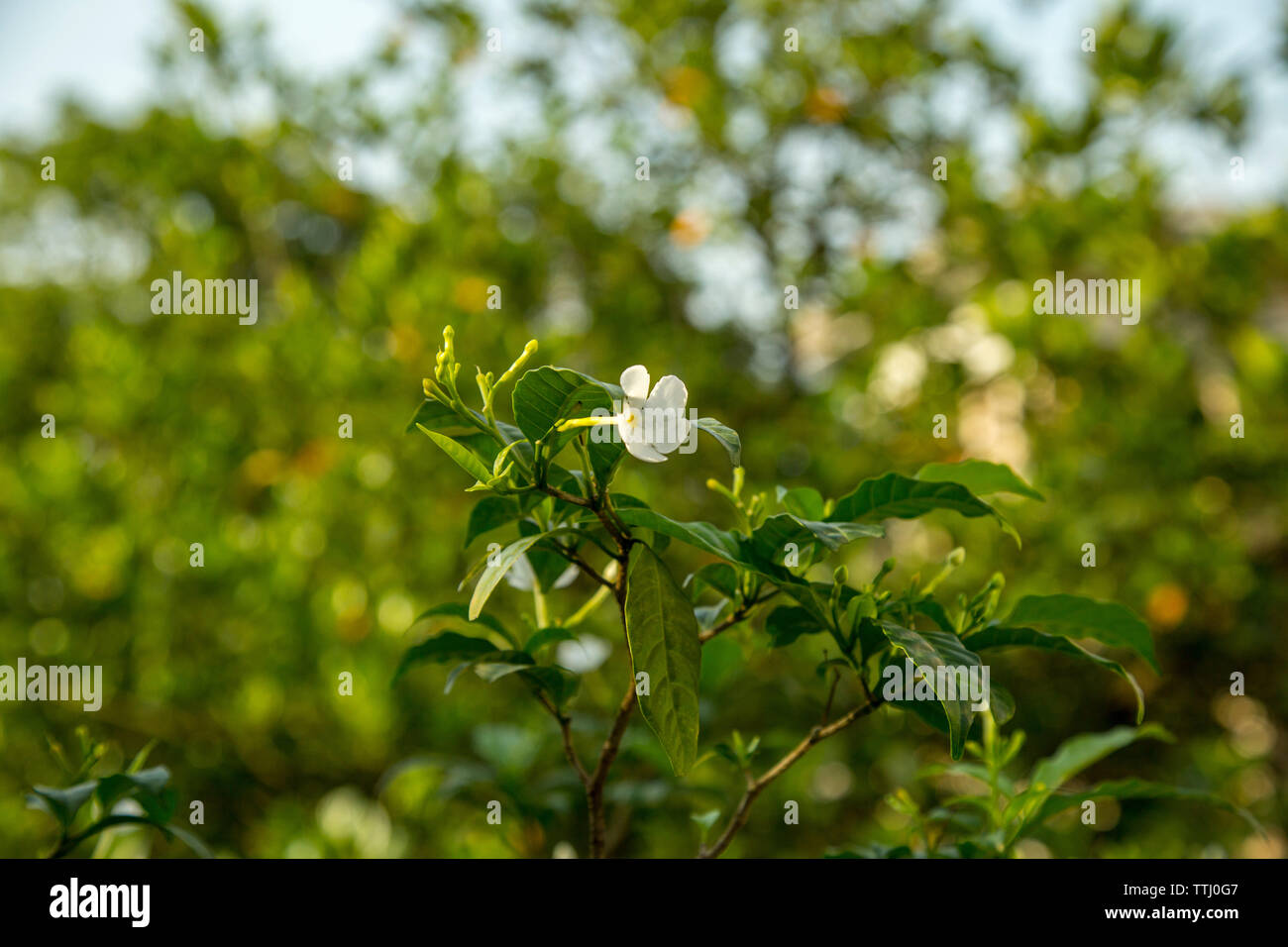 Jasmine grandiloquent, also known variously as the Spanish jasmine ...