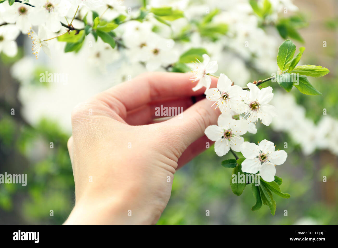 Female hands with blossoming tree branch Stock Photo - Alamy