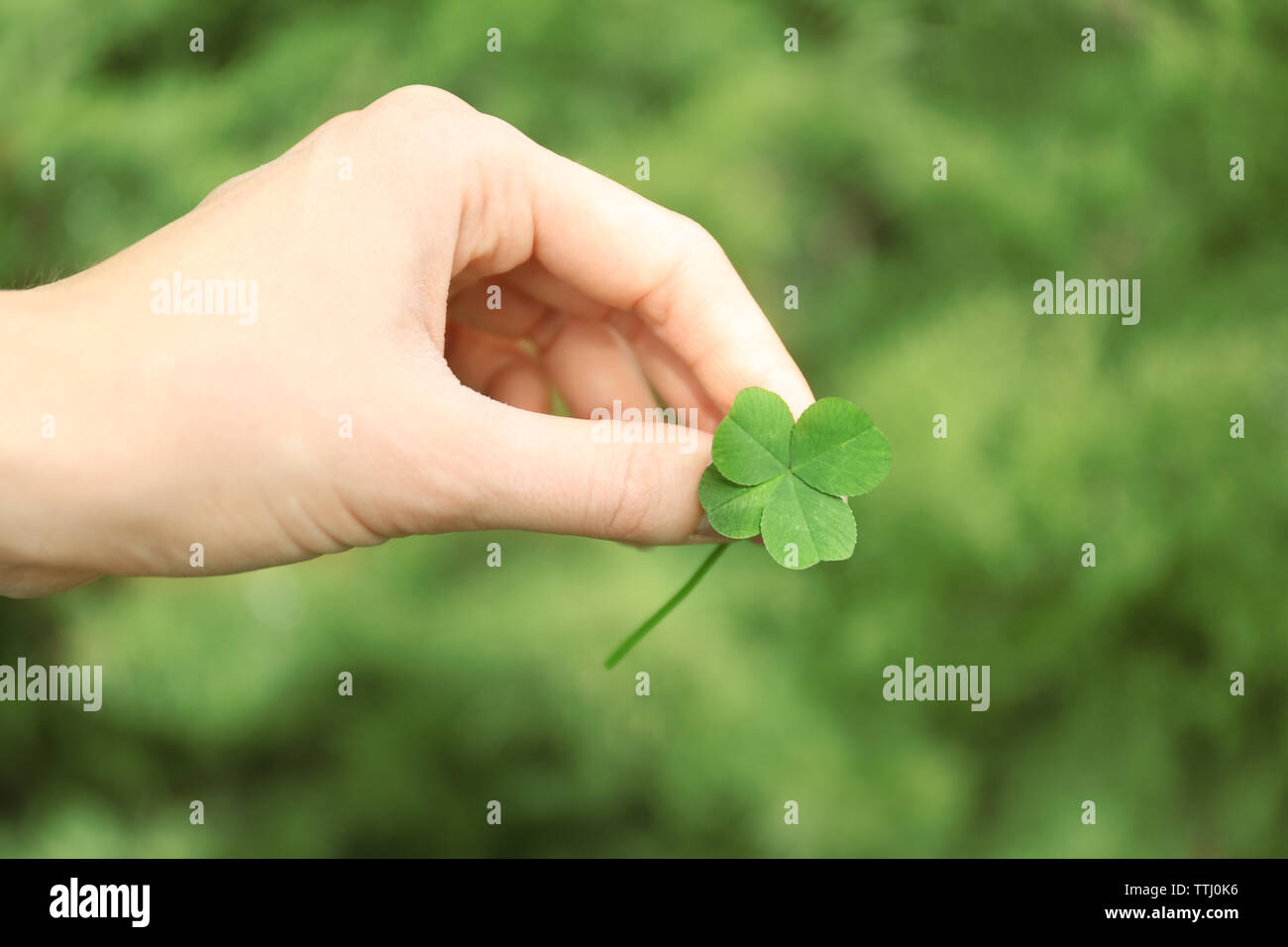 Female hand holding clover leaf on meadow background Stock Photo - Alamy