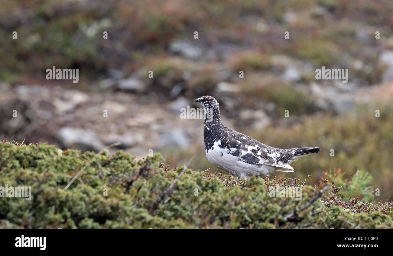 Rock ptarmigan, Lagopus muta, on tundra Stock Photo - Alamy