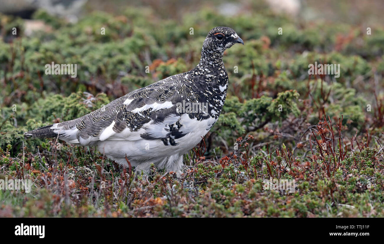 Rock Ptarmigan In The Tundra