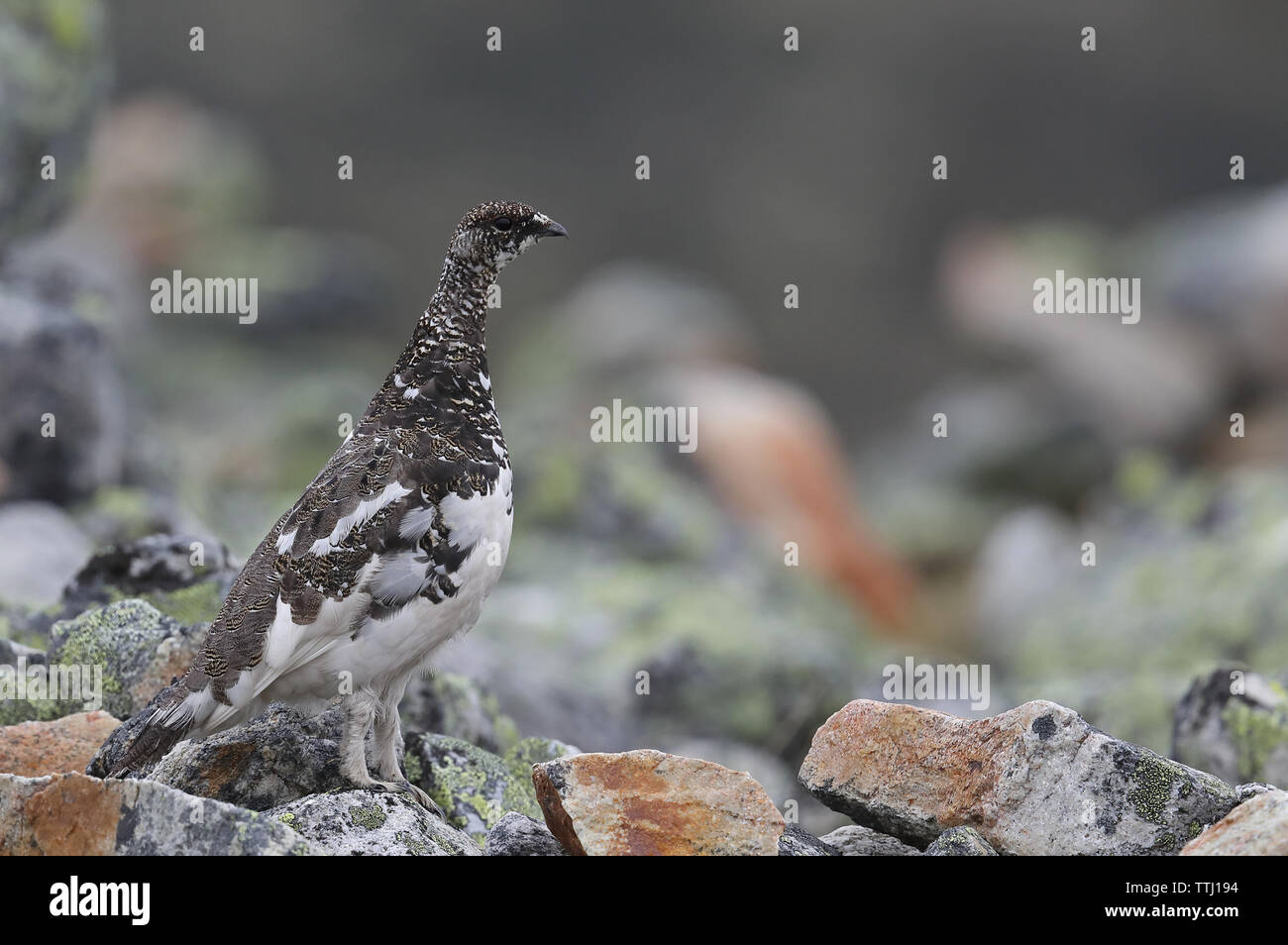 Rock ptarmigan, Lagopus muta, on tundra Stock Photo - Alamy