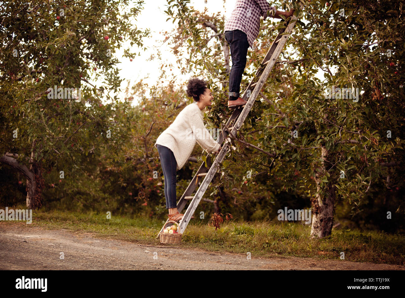 Couple climbing on ladder at apple orchard Stock Photo - Alamy