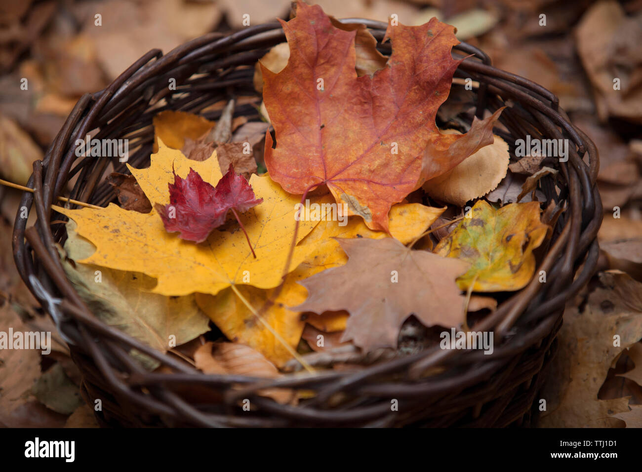 Field maple leaves in autumn hi-res stock photography and images - Alamy