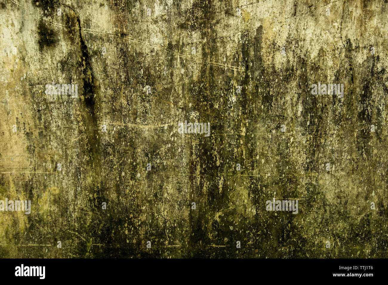 Fungus texture hi-res stock photography and images - Alamy