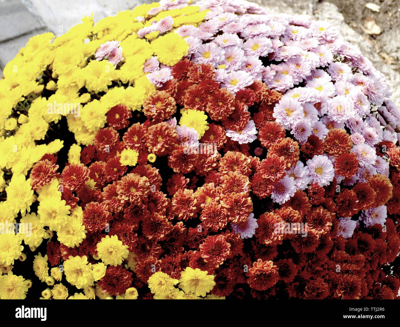 tree colors flowers Stock Photo - Alamy