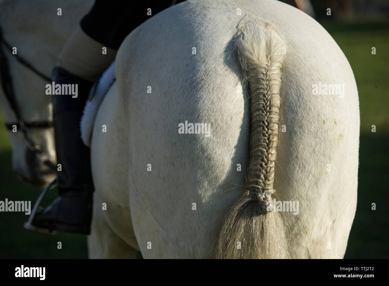 UNITED STATES - November 26, 2015: Loudoun Fairfax Hunt held the ...