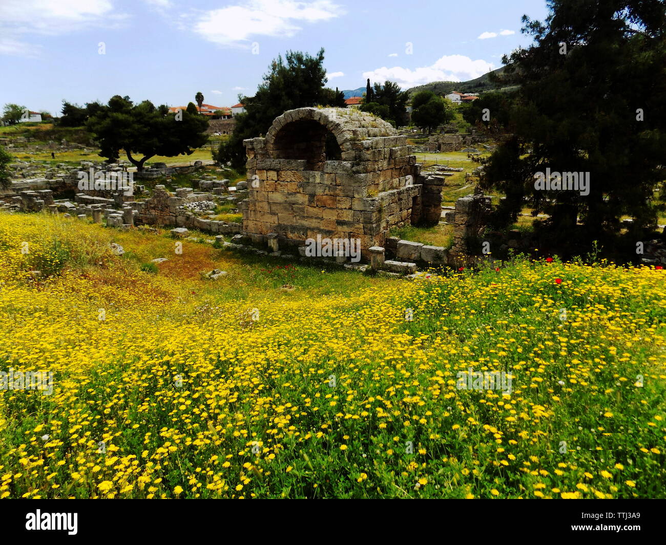 ancient ruins in a yellow field Stock Photo - Alamy