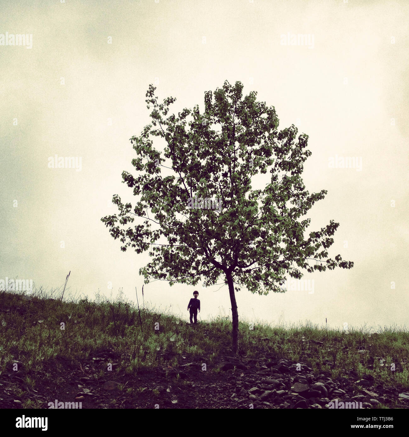 Boy under the tree hi-res stock photography and images - Alamy